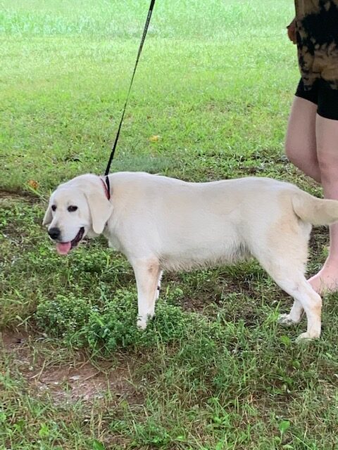 Labradors • Idle Wild Labradors