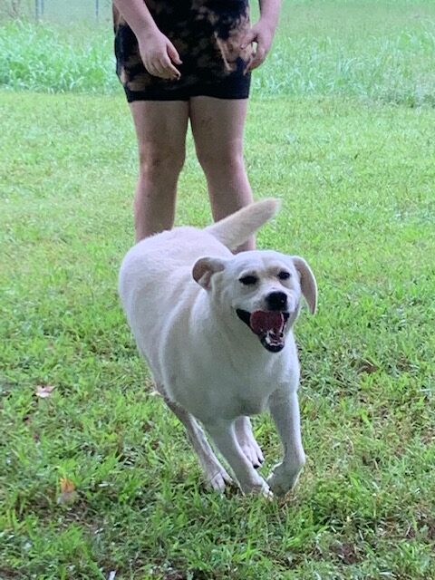 Labradors • Idle Wild Labradors