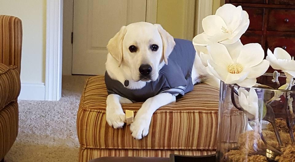 Alice • Idle Wild Labradors