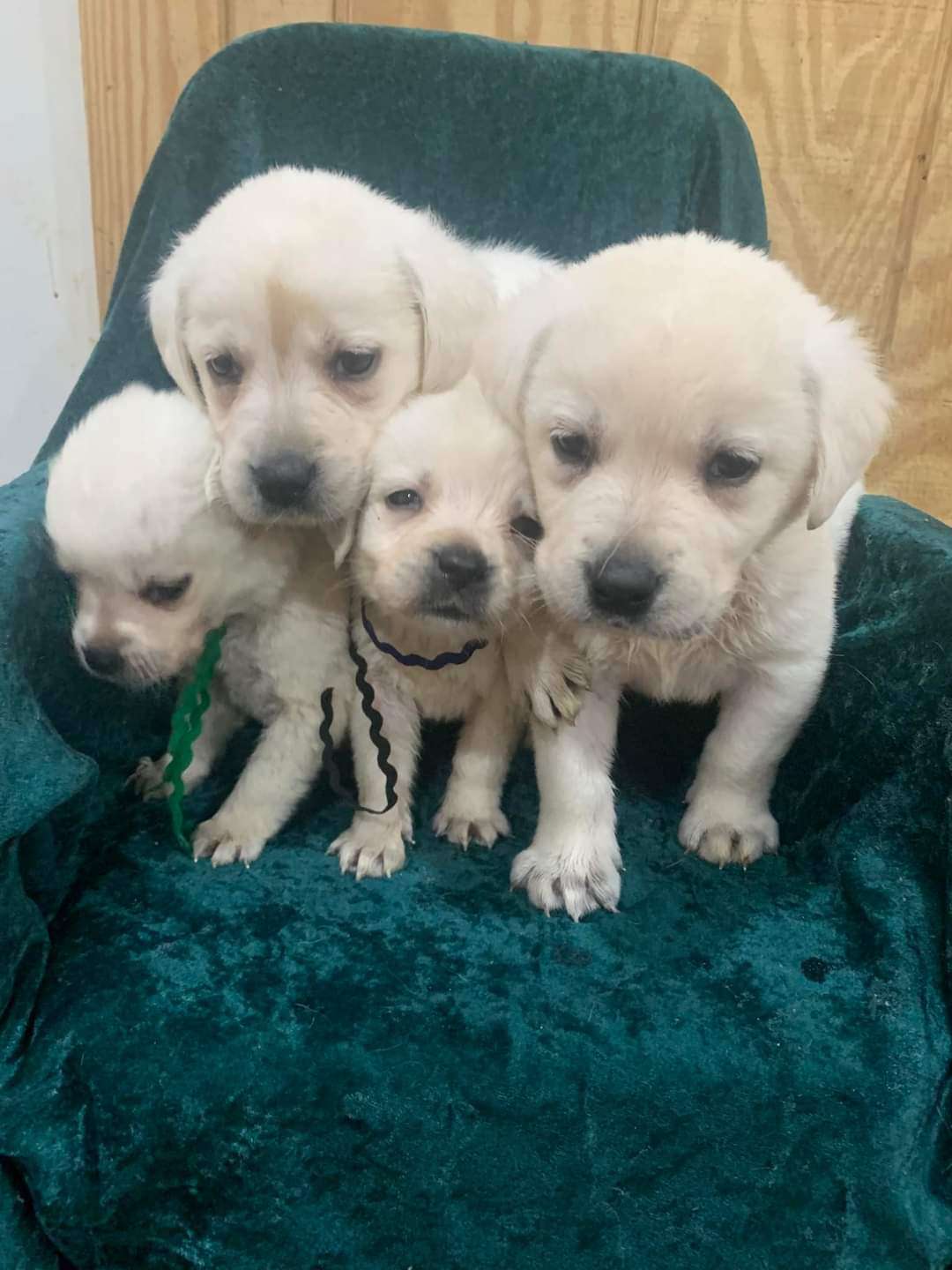 4 Seven Week Old Boys Available! • Idle Wild Labradors