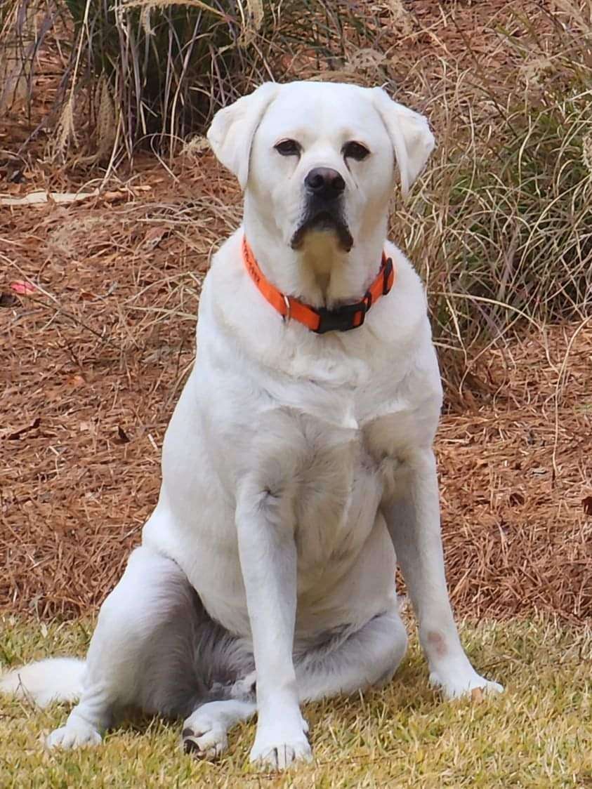 Look How Handsome! • Idle Wild Labradors
