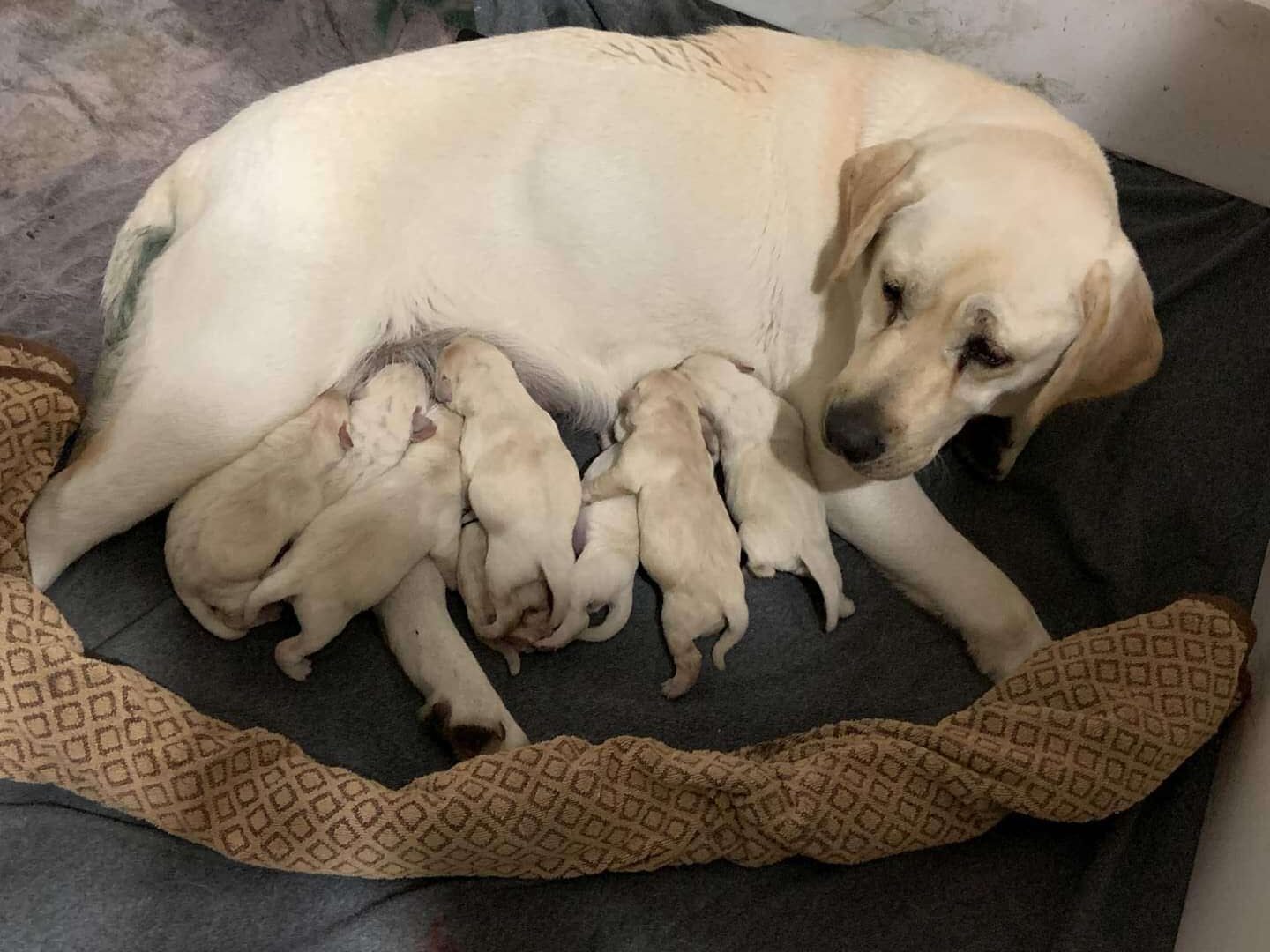 Puppies Available! (Riley’s 9 Puppy Litter, Winter 2024) • Idle Wild ...