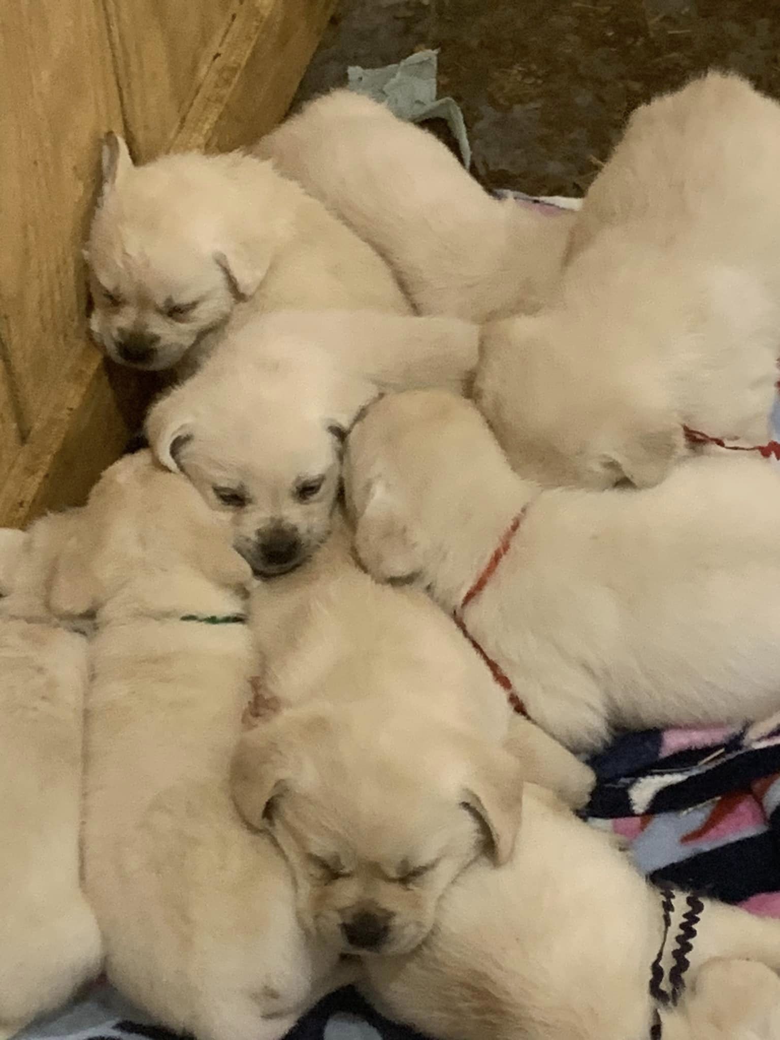 4 Week Update! (Riley’s 9 Puppy Litter, Winter 2024) • Idle Wild Labradors