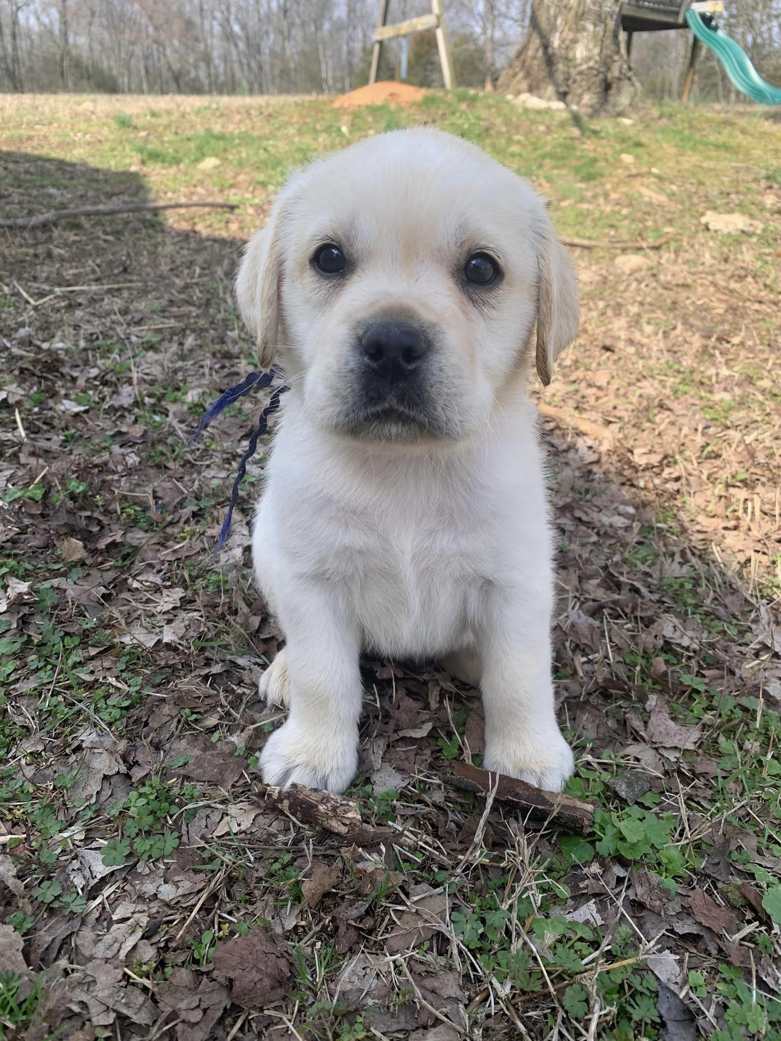 Mr. Navy Available Now 7 weeks old • Idle Wild Labradors