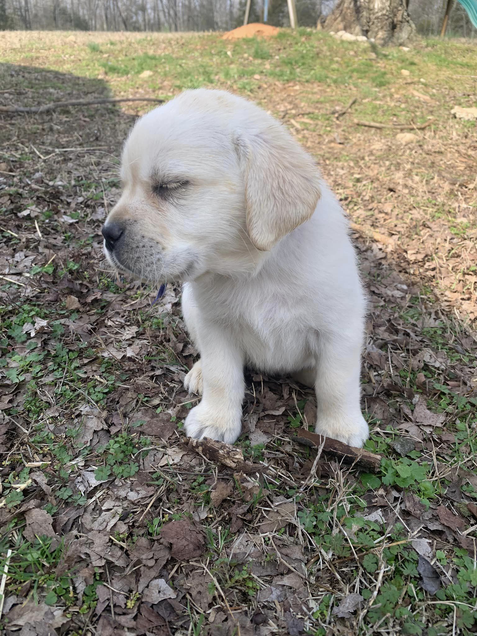 Mr. Navy Available Now 7 weeks old • Idle Wild Labradors