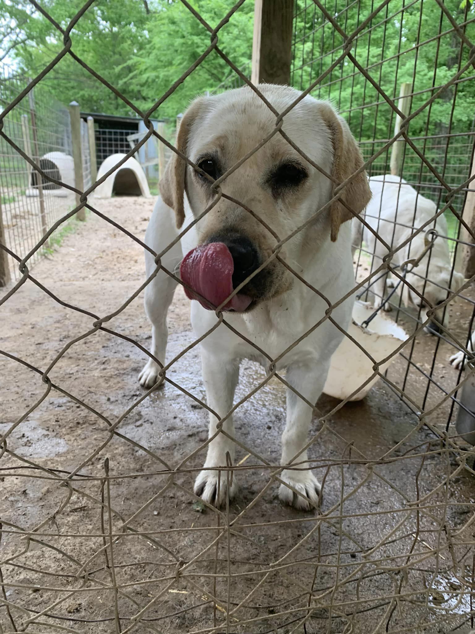 Riley Is a 2 Year Old Female And Is SOLD • Idle Wild Labradors