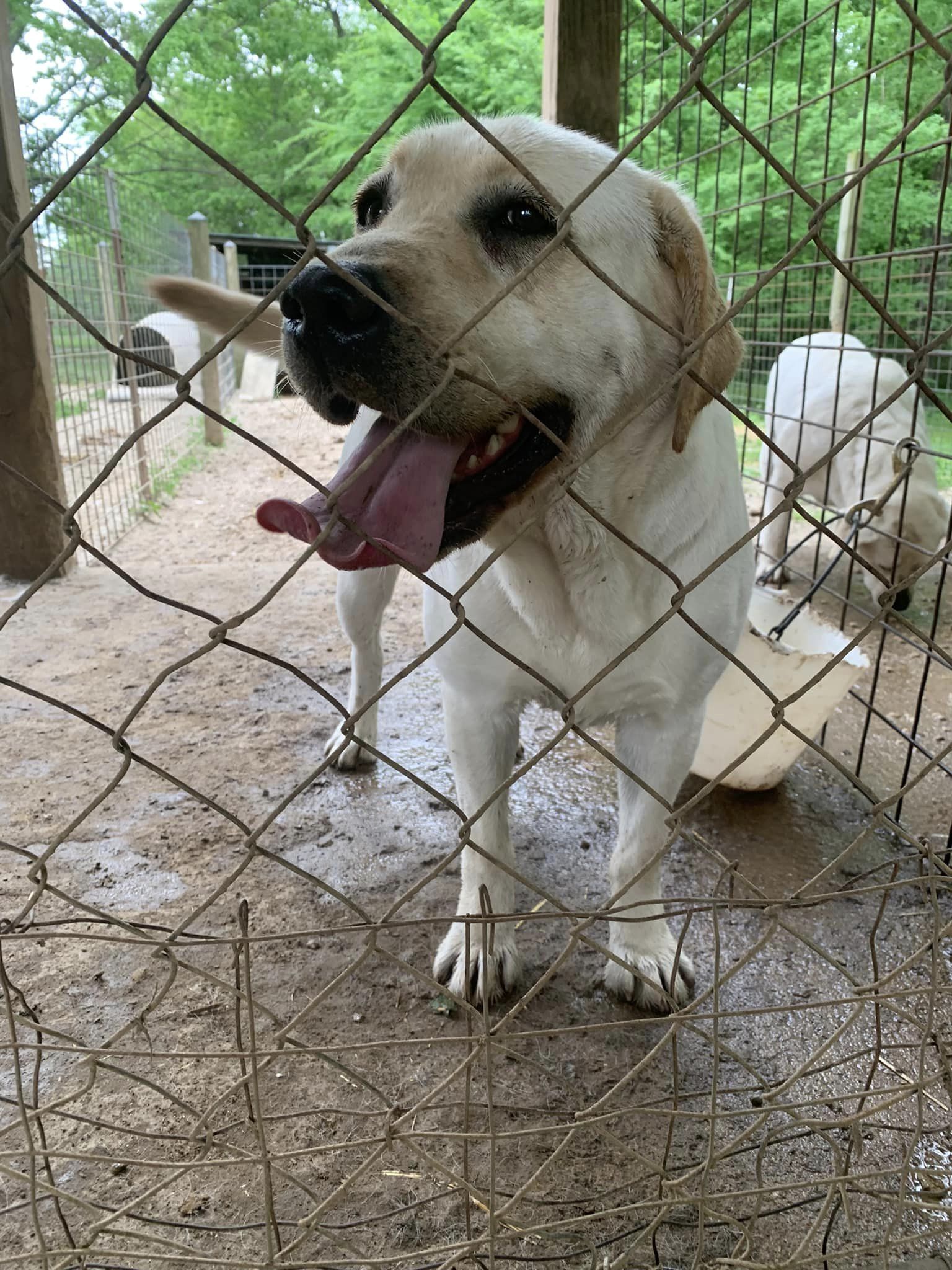 Riley Is a 2 Year Old Female And Is SOLD • Idle Wild Labradors