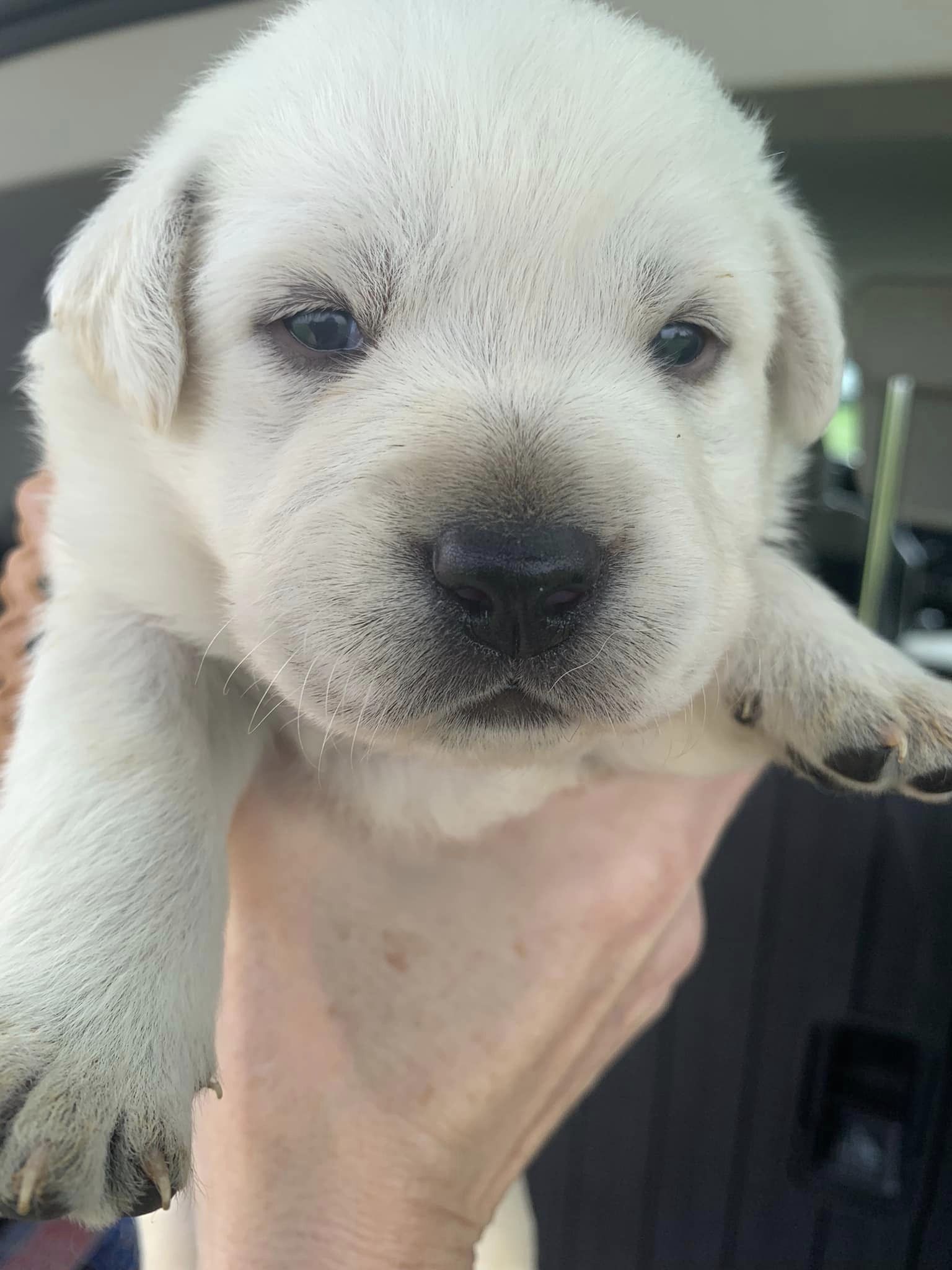 Week 3 Pictures Boys • Idle Wild Labradors