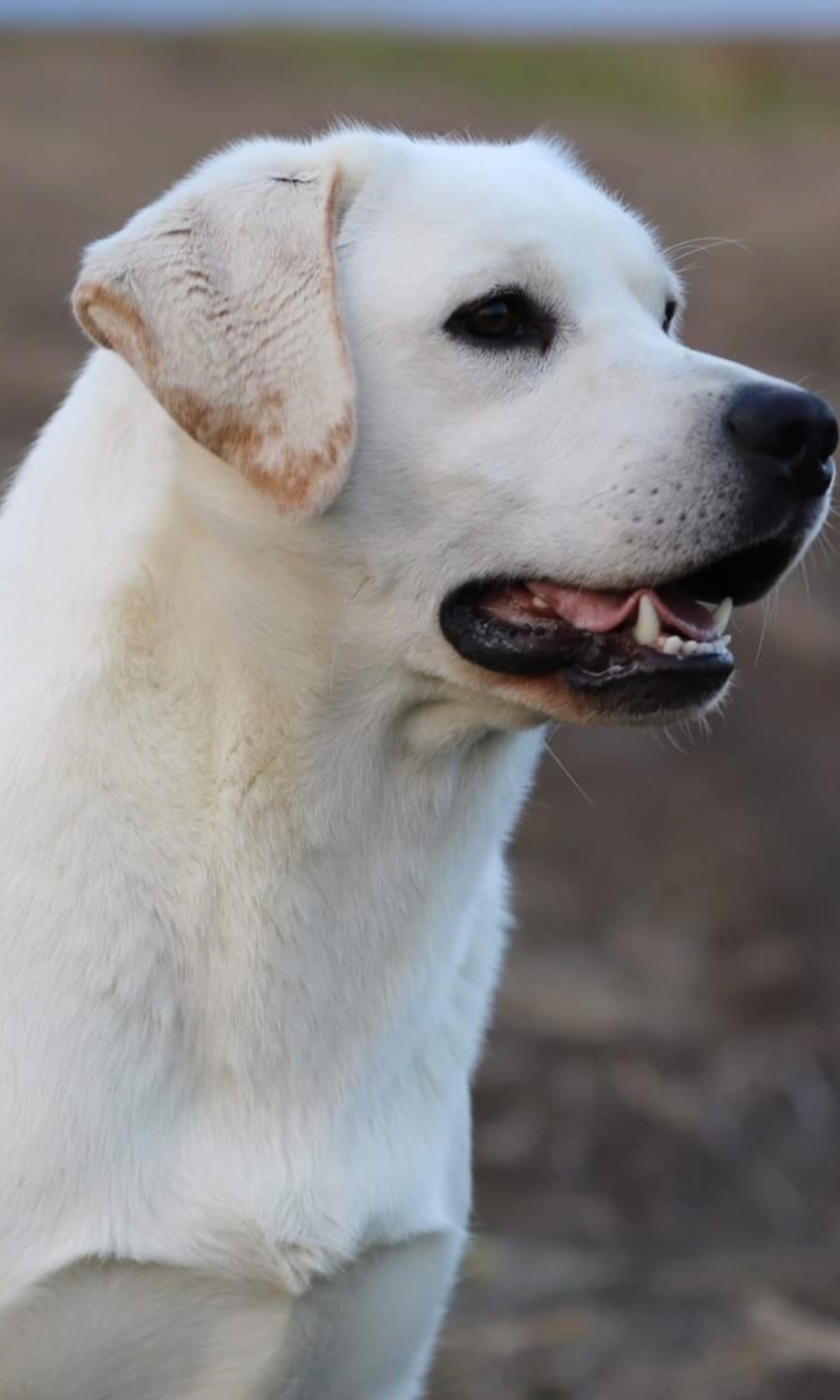 Bell & Yaz Litter Due In Six Weeks! • Idle Wild Labradors